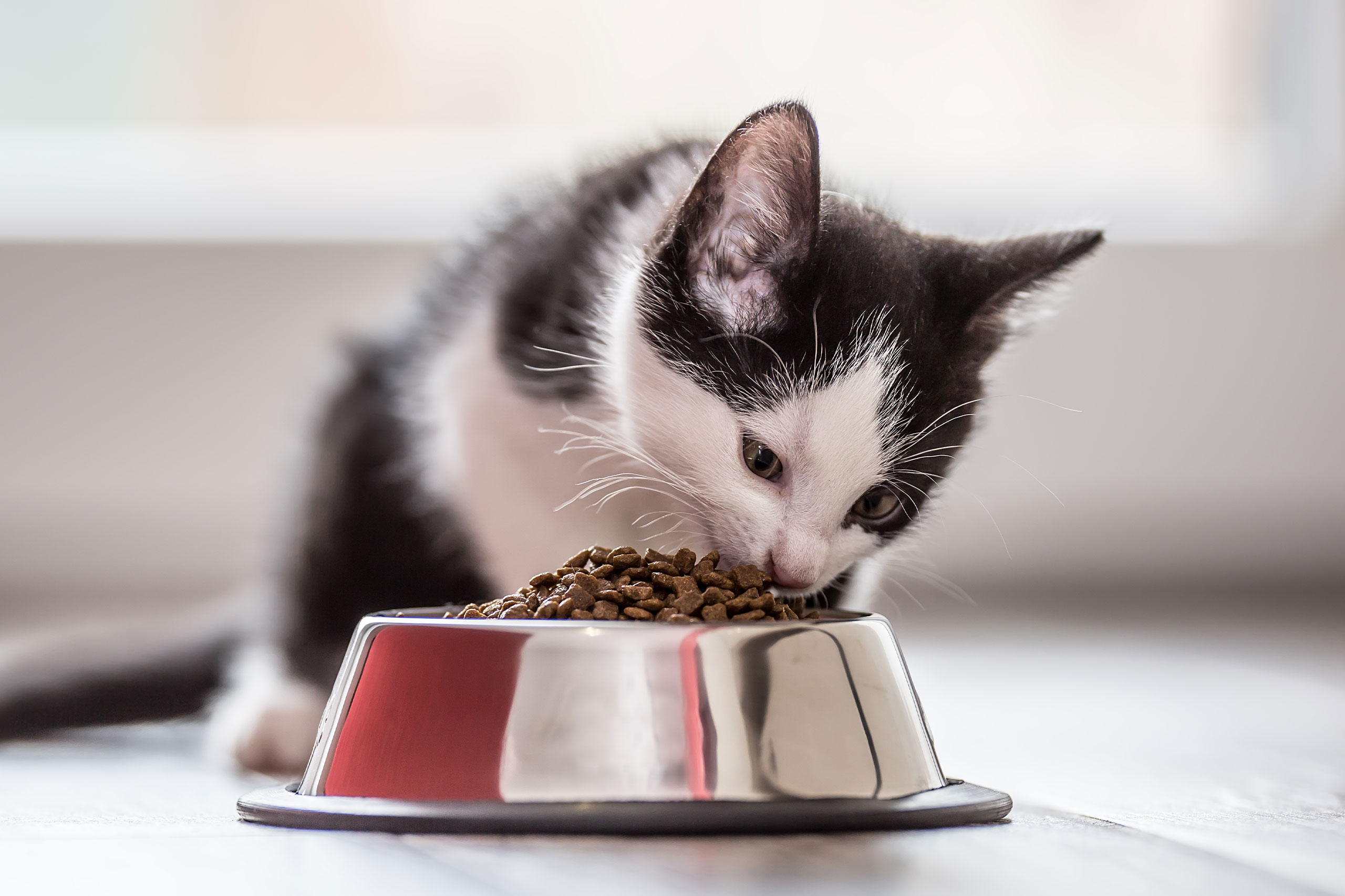 Transitioning to Adult Food - Front Range Vet Clinic